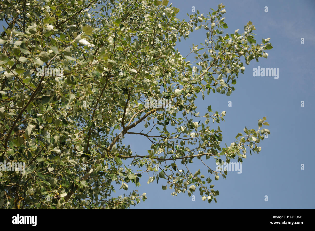 Pappelbaum hi-res stock photography and images - Alamy