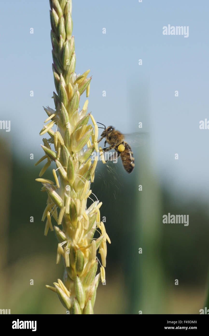 Maize pollination hi-res stock photography and images - Alamy
