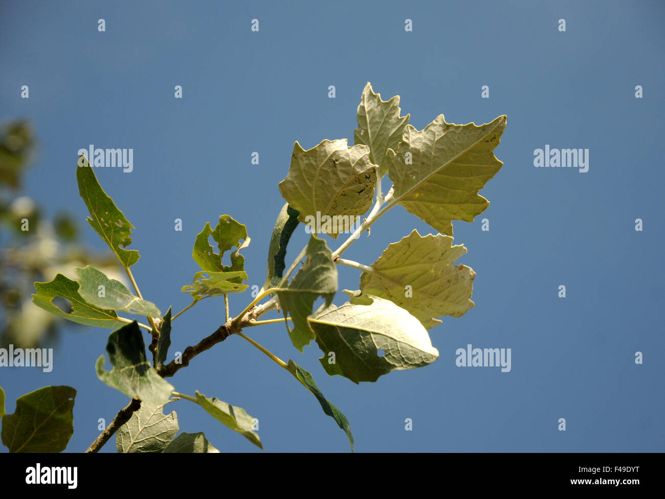 Weisspappel silber pappel populus alba hi-res stock photography and ...