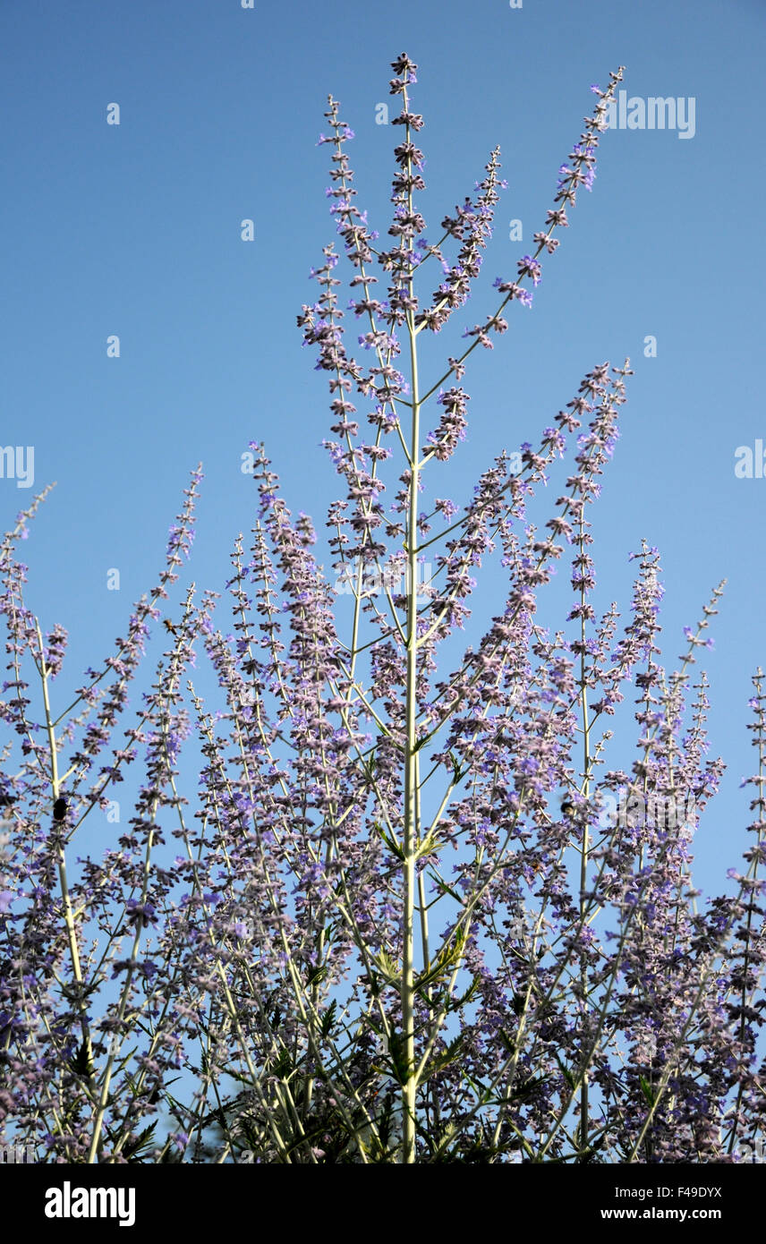 Russian sage perovskia hi-res stock photography and images - Alamy