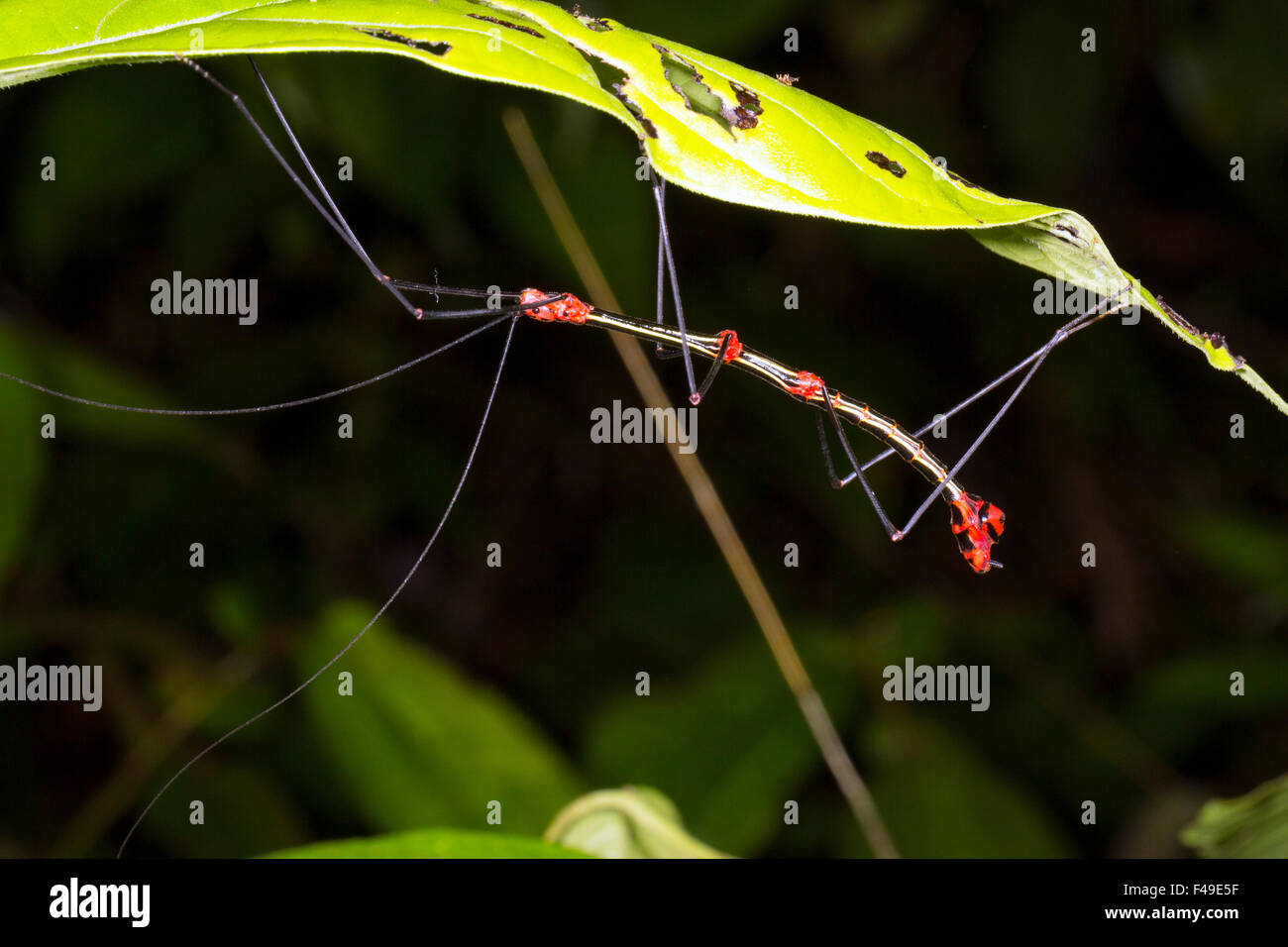 Tropical rainforest stick insect hi-res stock photography and images ...