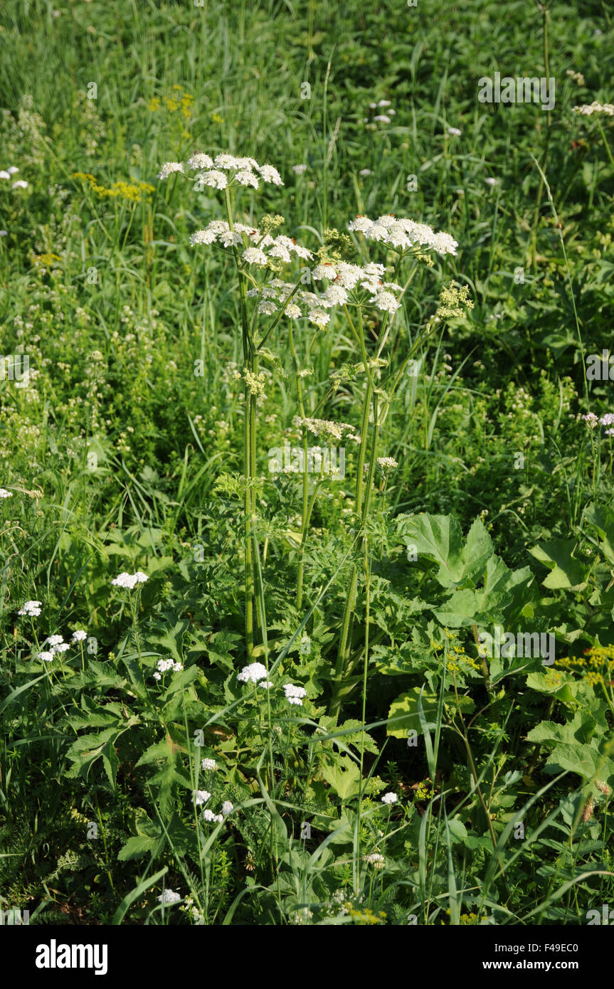 Common Hogweeds High Resolution Stock Photography and Images - Alamy