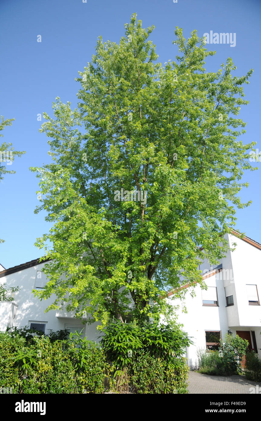 Silver maple soft maple white hi-res stock photography and images - Alamy