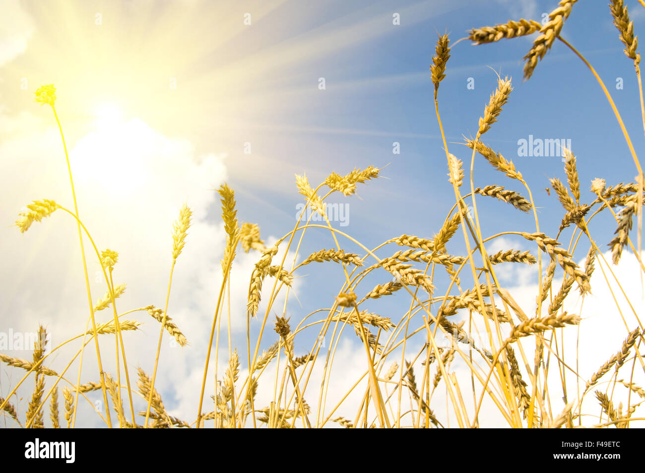 Good wheat hi-res stock photography and images - Alamy
