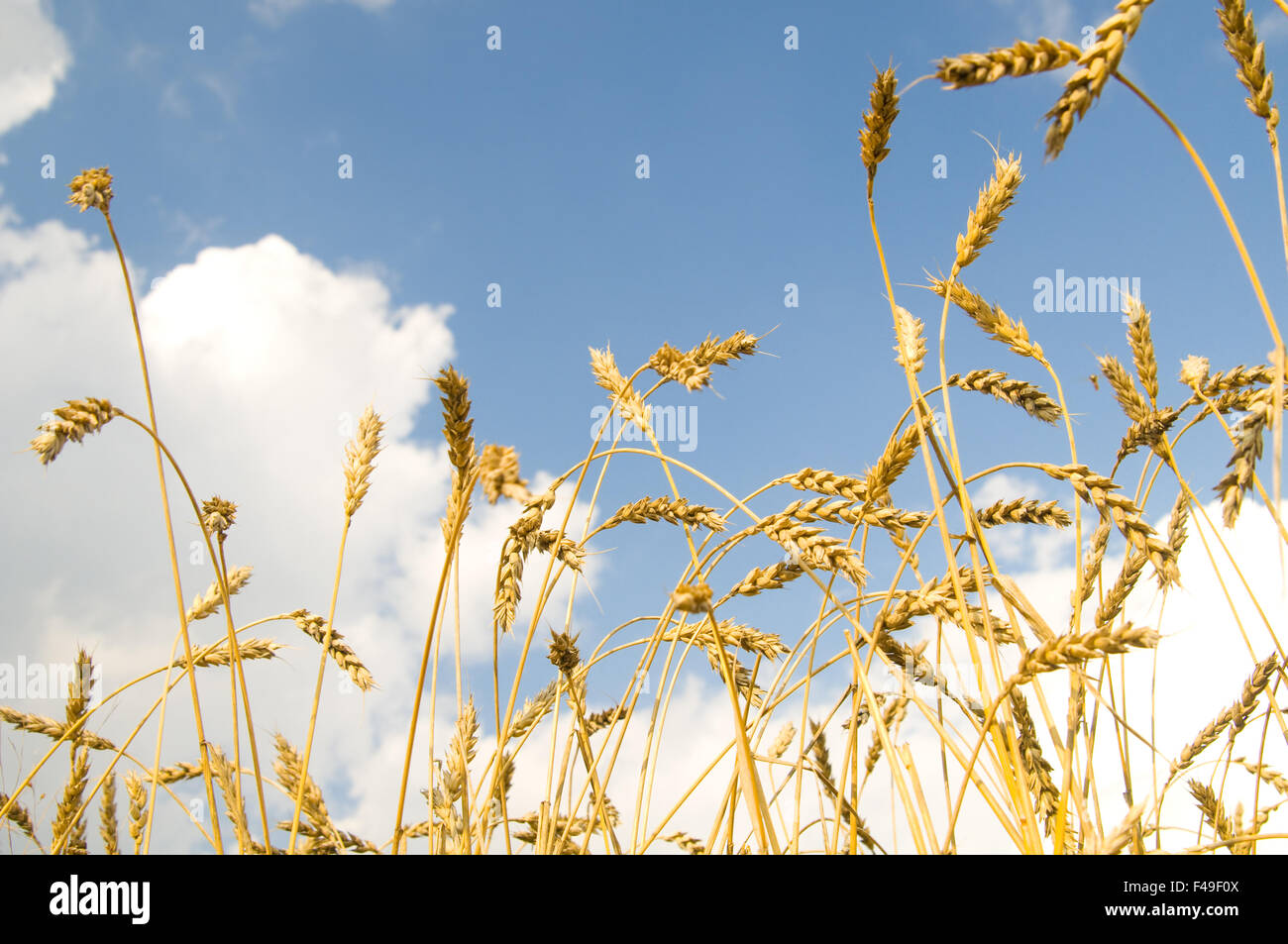 Good wheat hi-res stock photography and images - Alamy
