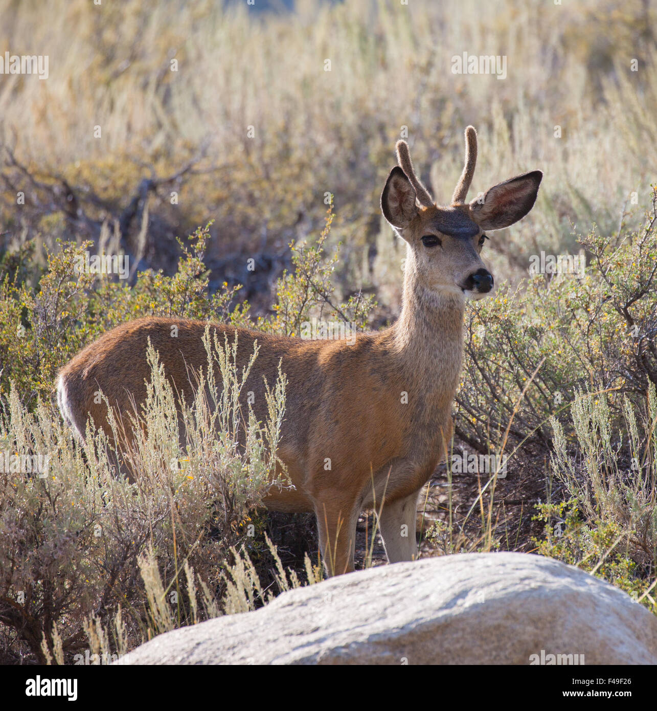 Young Buck Mule Deer (Odocoileus hemionus) in the high desert Stock ...