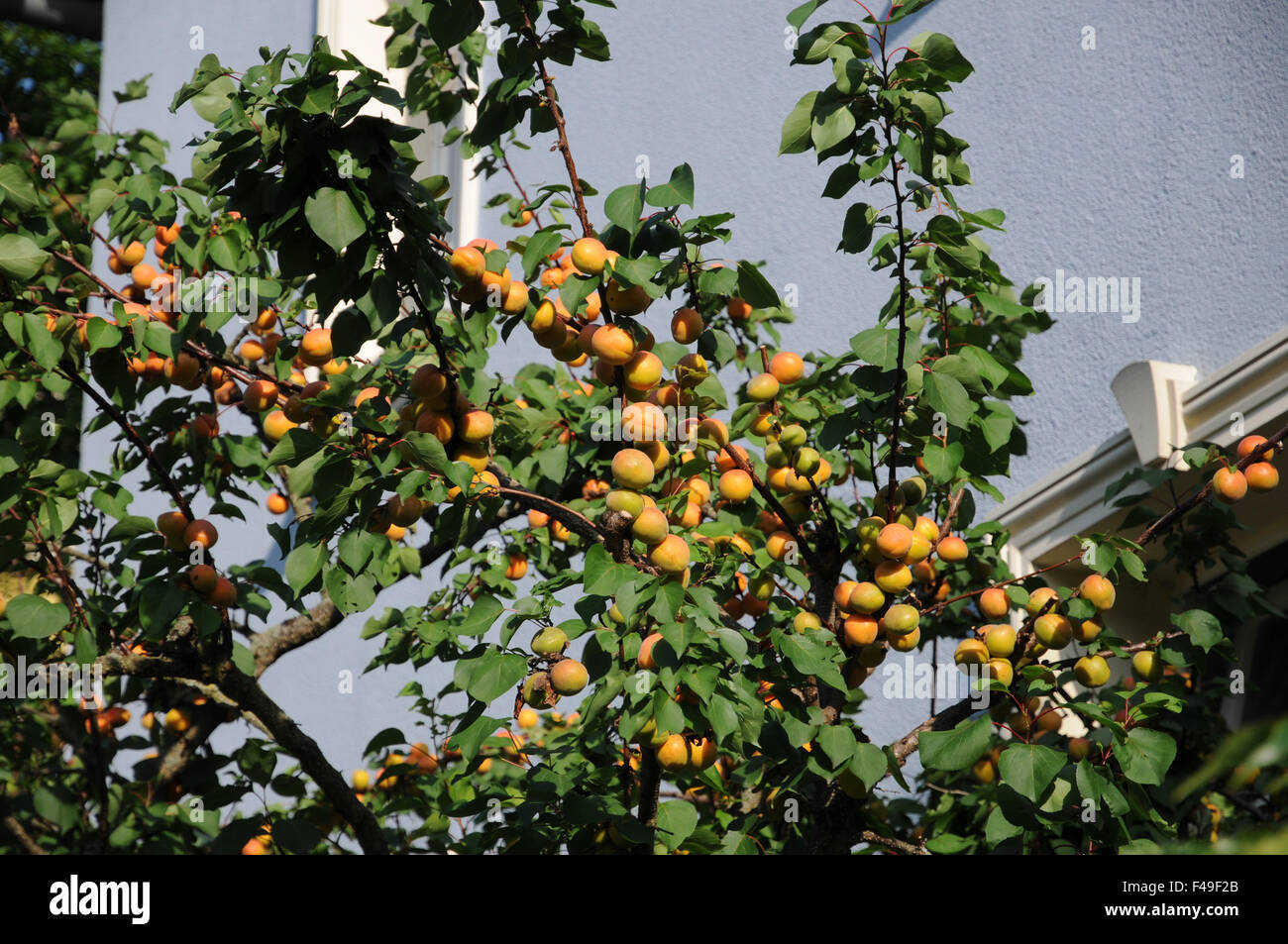 Spalierbaum hi-res stock photography and images - Alamy