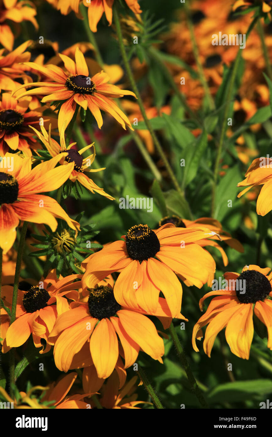 Black eye daisy hi-res stock photography and images - Alamy