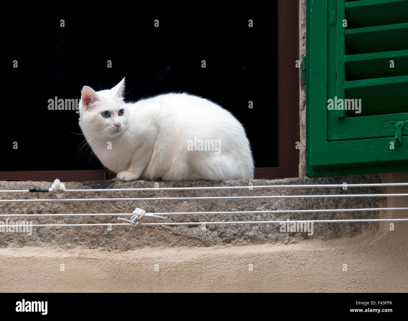 Portrait of cat on the window Stock Photo - Alamy