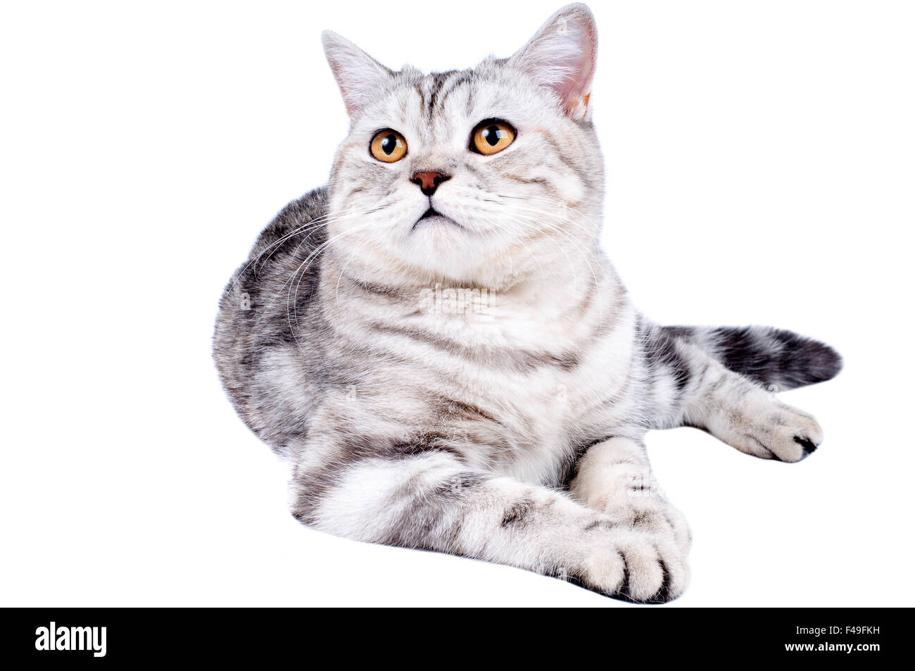 Adult cute cat Cut Out Stock Images & Pictures - Alamy