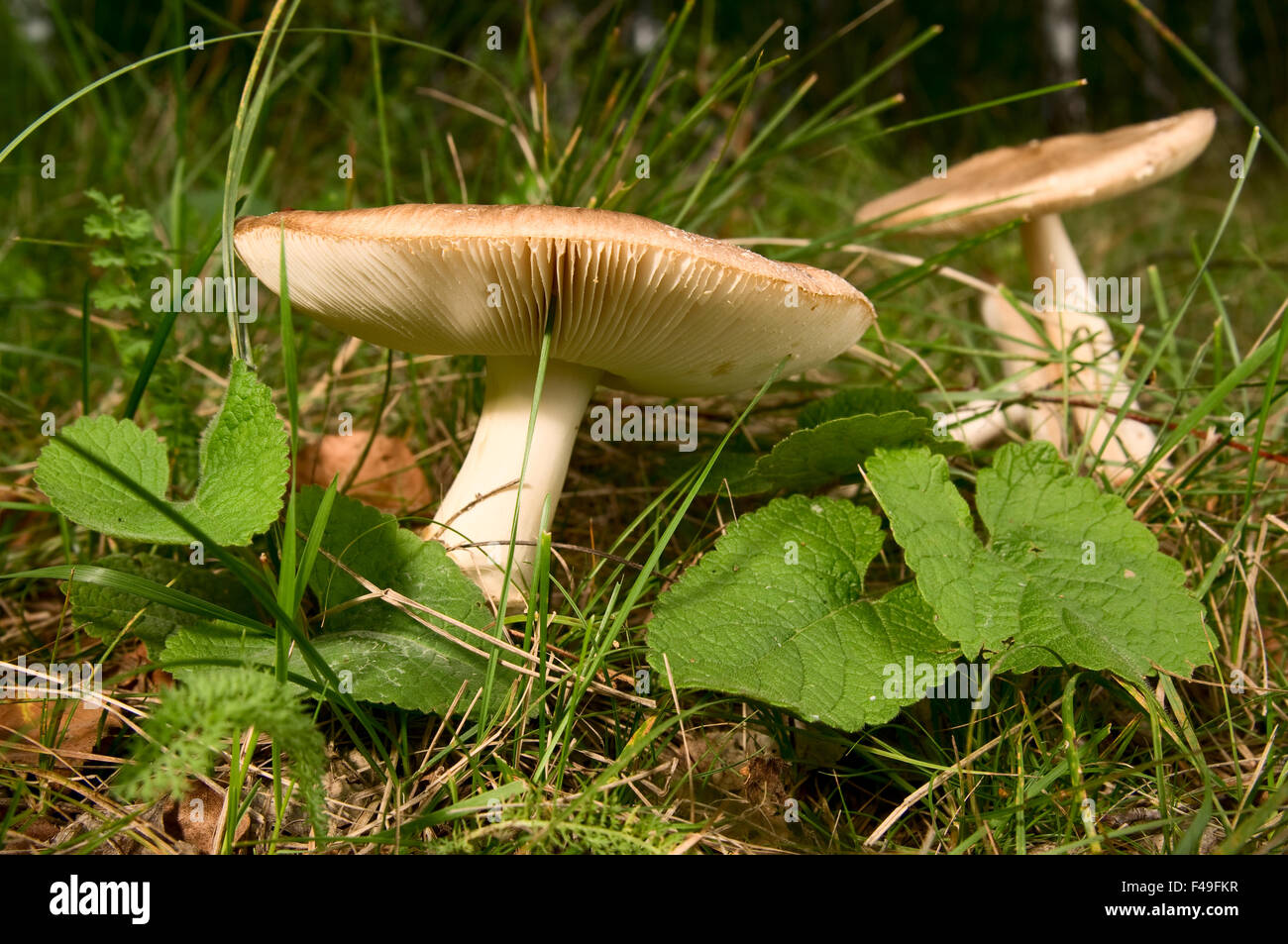Photo of mushrooms hi-res stock photography and images - Alamy