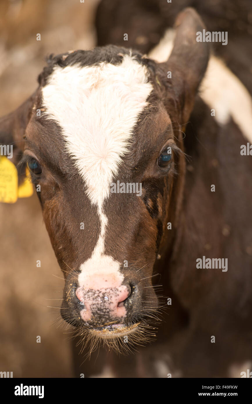 Vieh bulls hi-res stock photography and images - Alamy