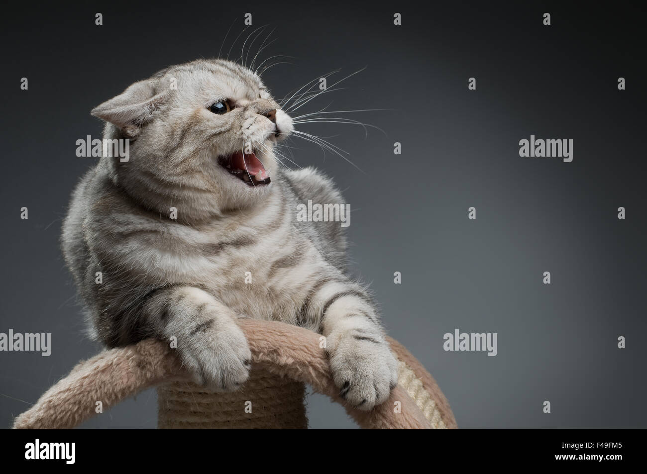 Cat scream hi-res stock photography and images - Alamy