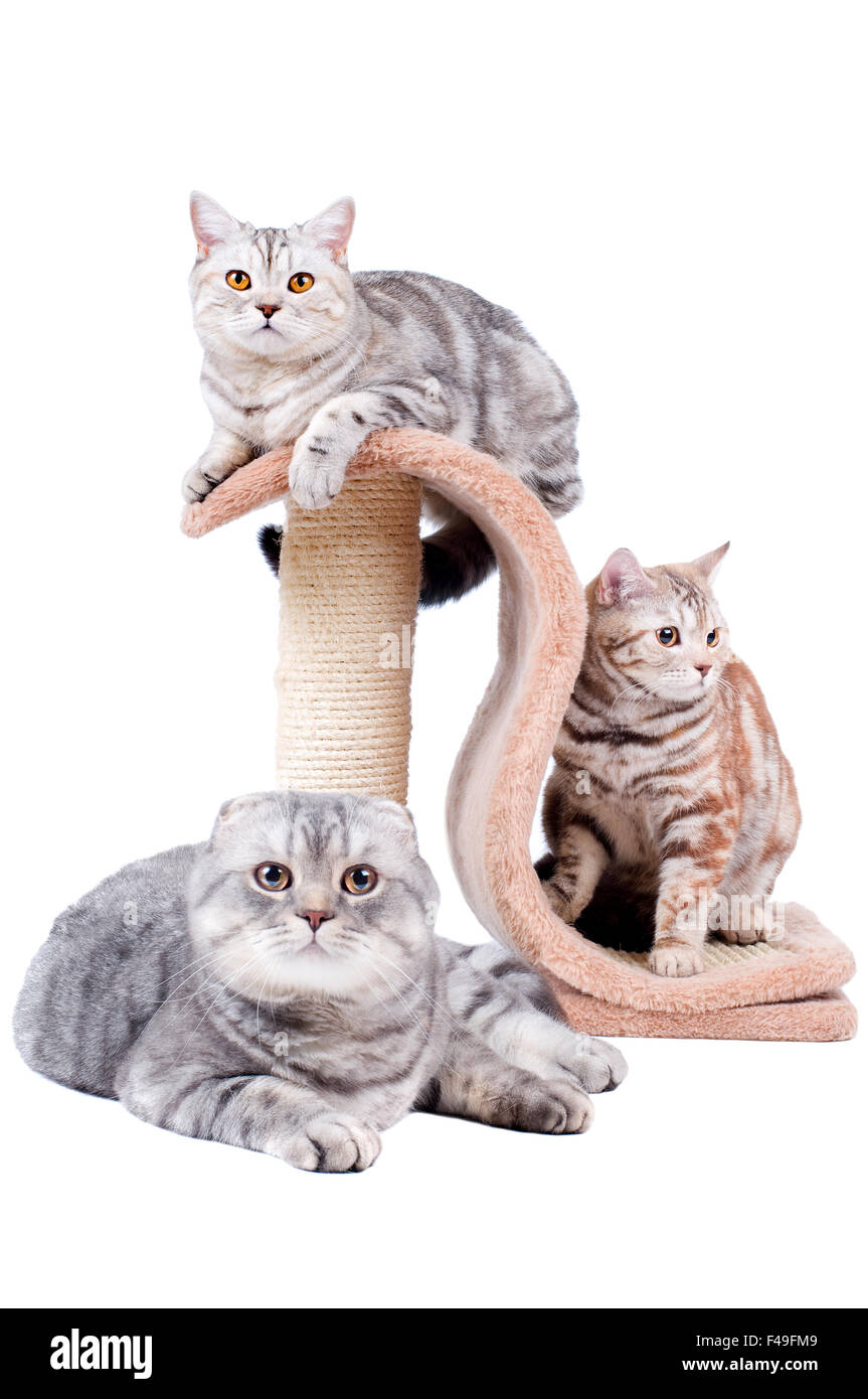 Scottish straight cat Cut Out Stock Images & Pictures - Alamy