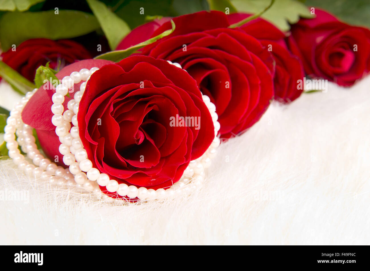 Bright red roses gold hi-res stock photography and images - Alamy