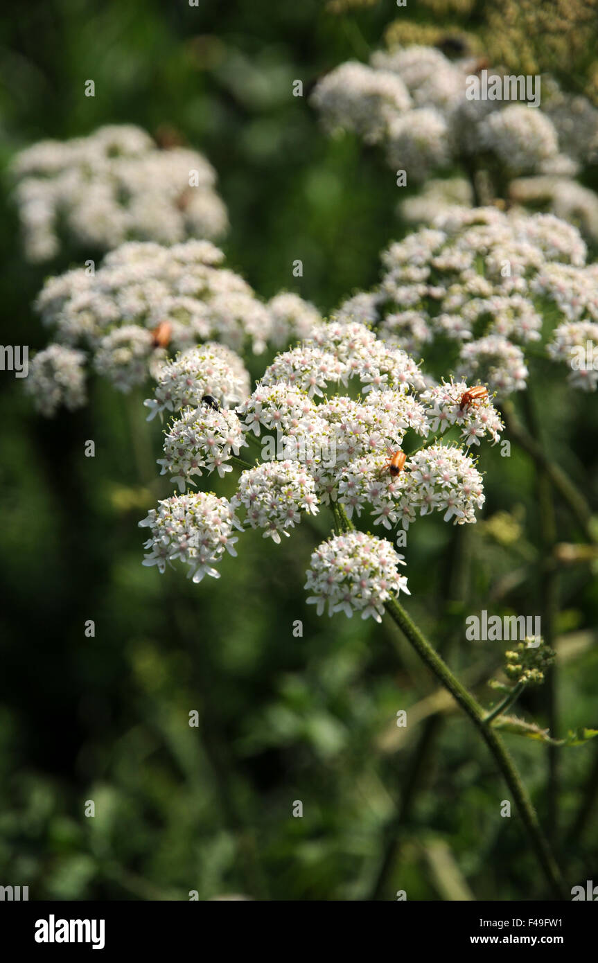 Common hogweeds hi-res stock photography and images - Alamy