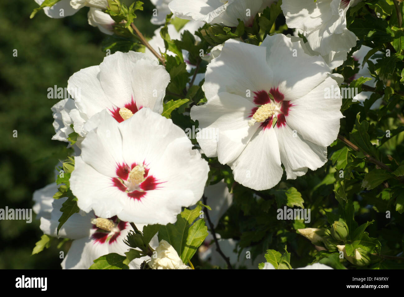 Shrub althea hi-res stock photography and images - Alamy