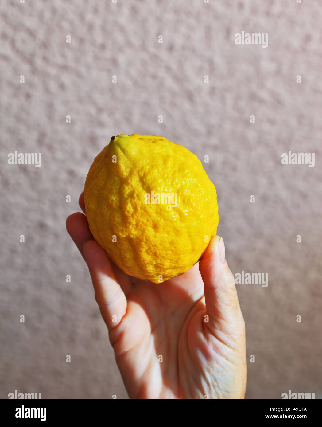 The yellow citrus - etrog Stock Photo - Alamy