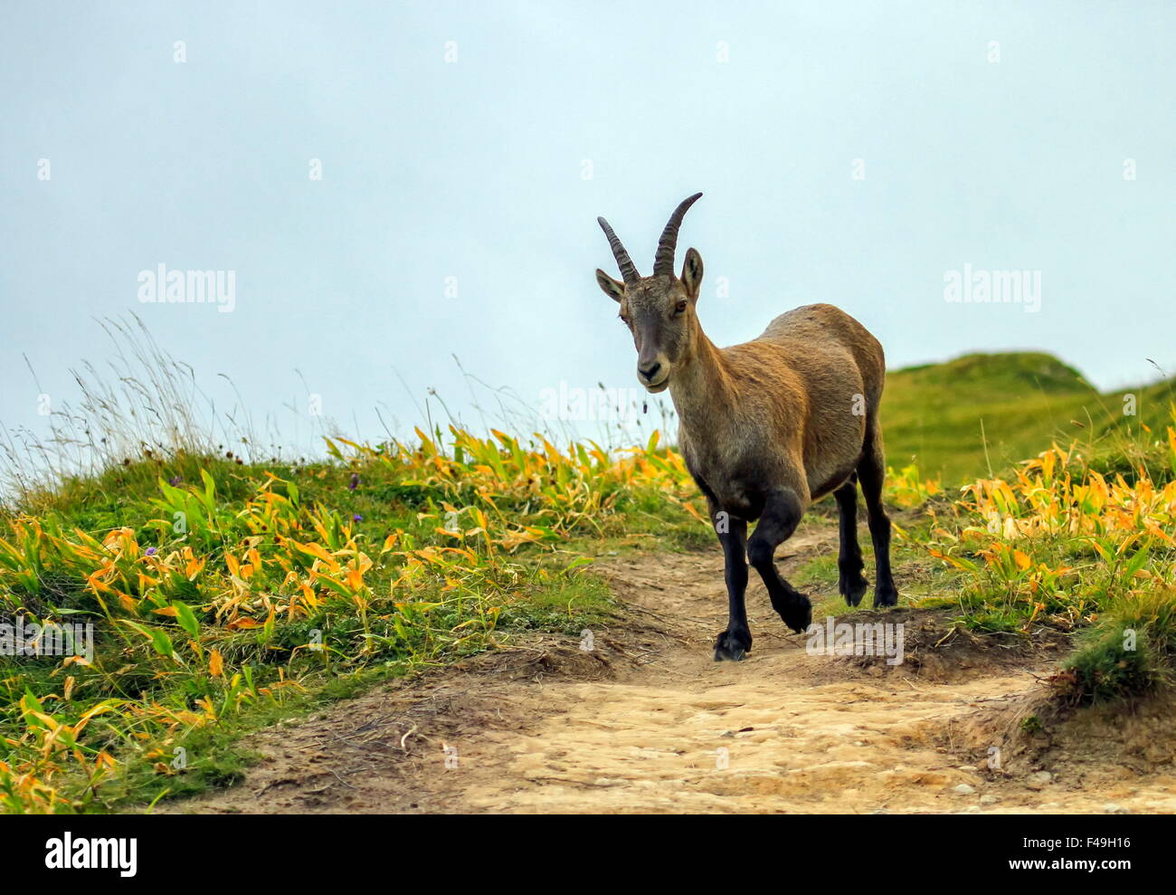 Female mountain animal hi-res stock photography and images - Alamy