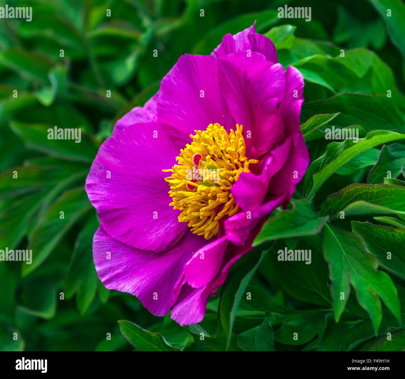 Paeonia officinalis hi-res stock photography and images - Alamy