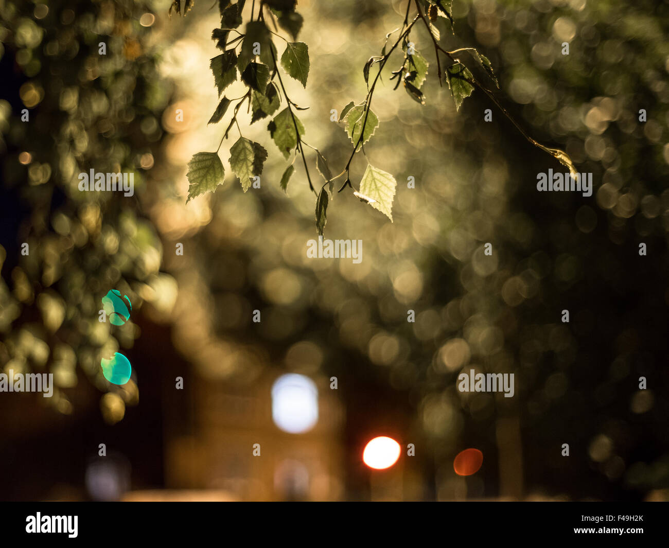 Leaves At Night Stock Photo - Alamy