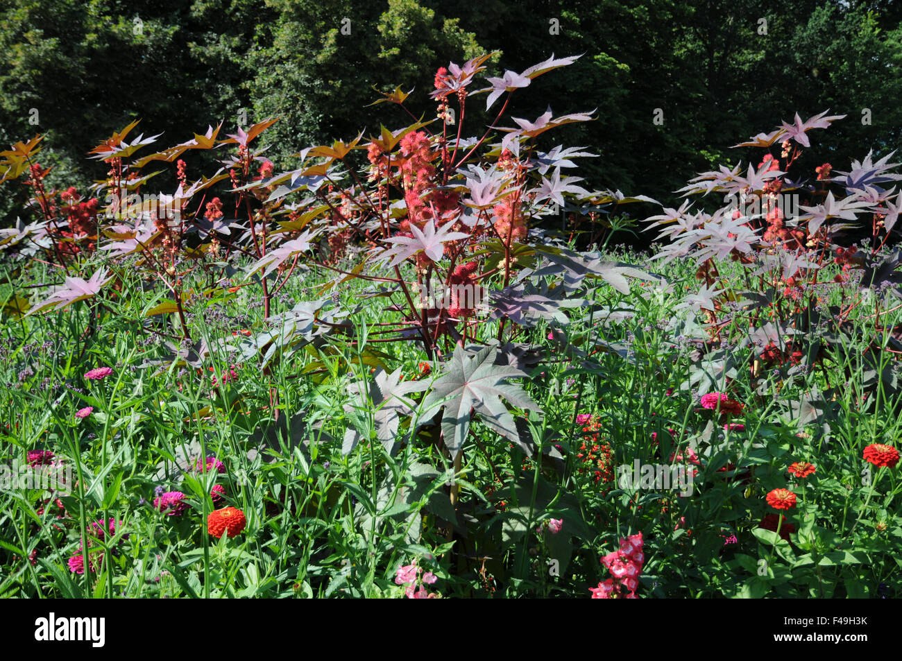 Rizinusstaude hi-res stock photography and images - Alamy