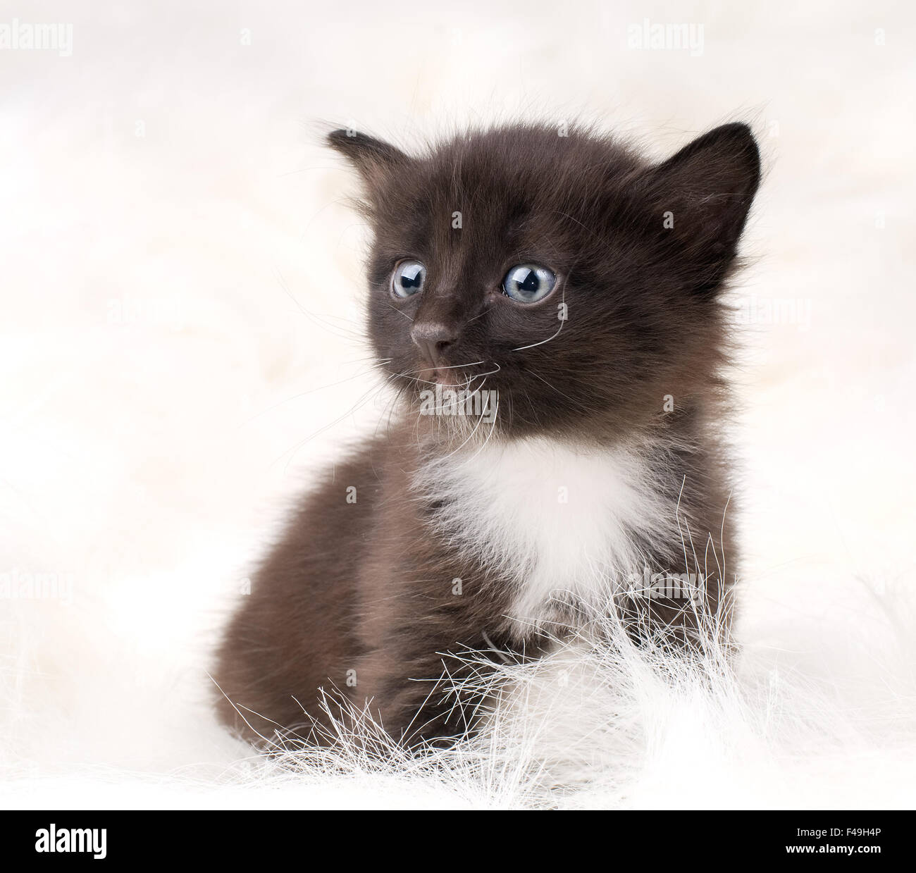 Baby cats hi-res stock photography and images - Alamy