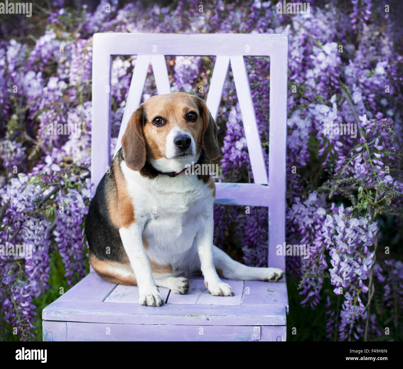 Elderly beagle hi-res stock photography and images - Alamy