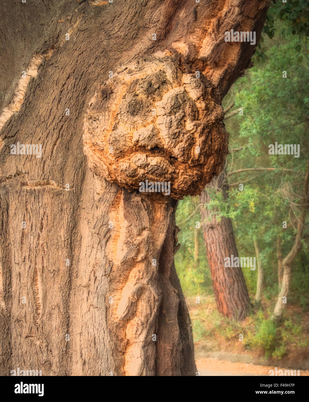 petrified forest haunted, tree with scared expression . fog frightening ...
