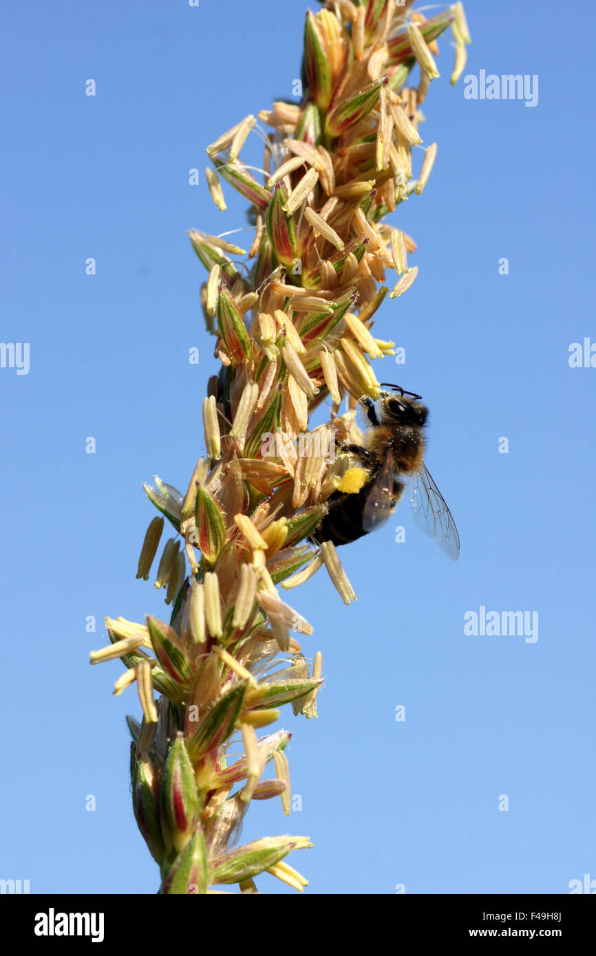 Maize pollination hi-res stock photography and images - Alamy