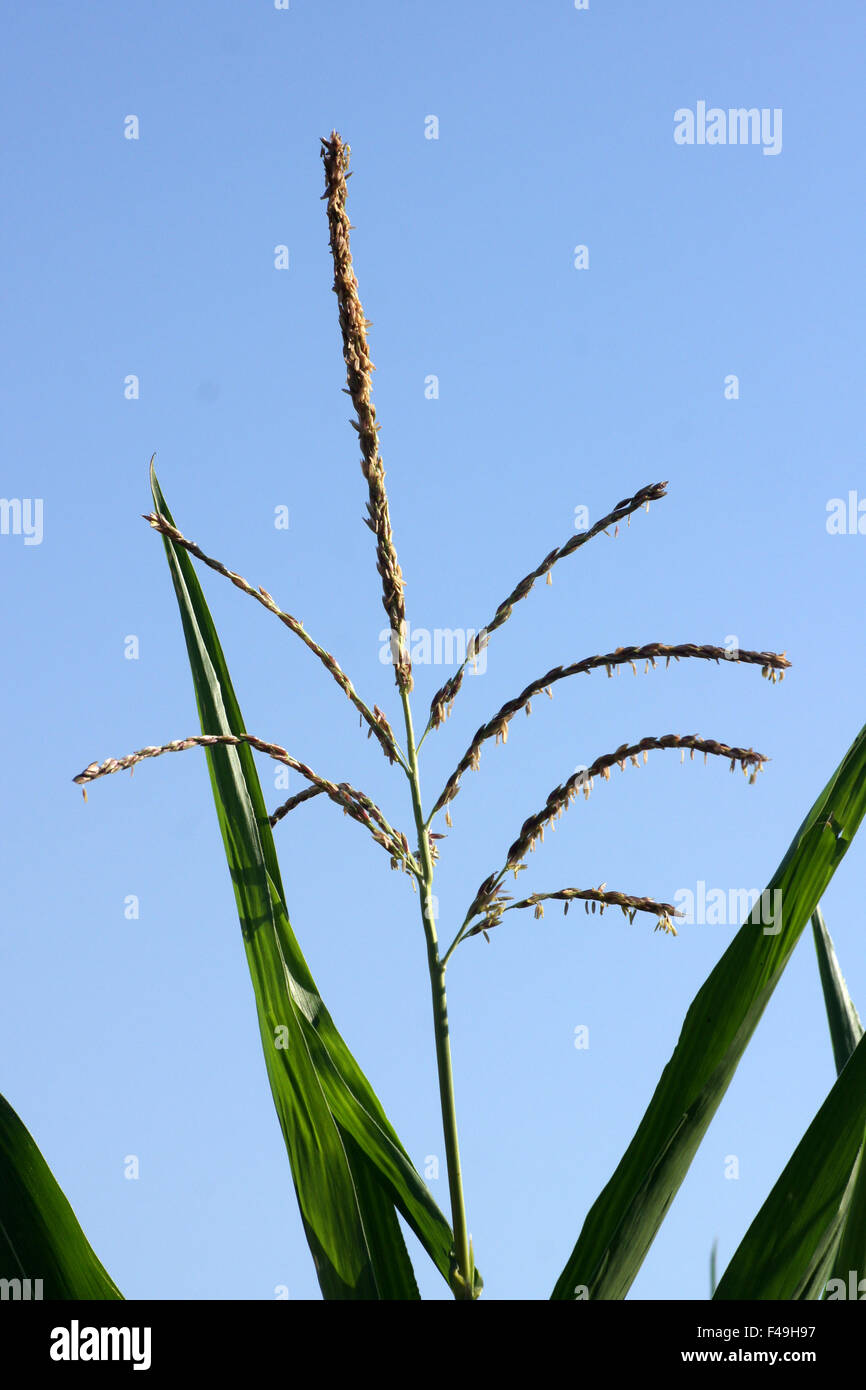 Maize flowers hi-res stock photography and images - Alamy