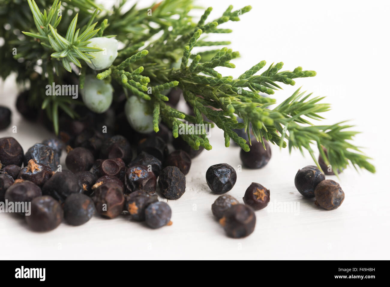 Juniper plant with berries Stock Photo - Alamy