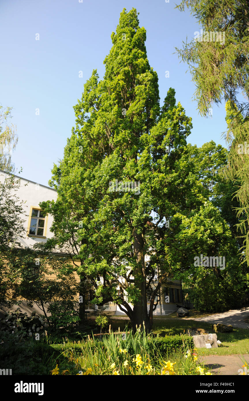 Cypress oak tree hi-res stock photography and images - Alamy