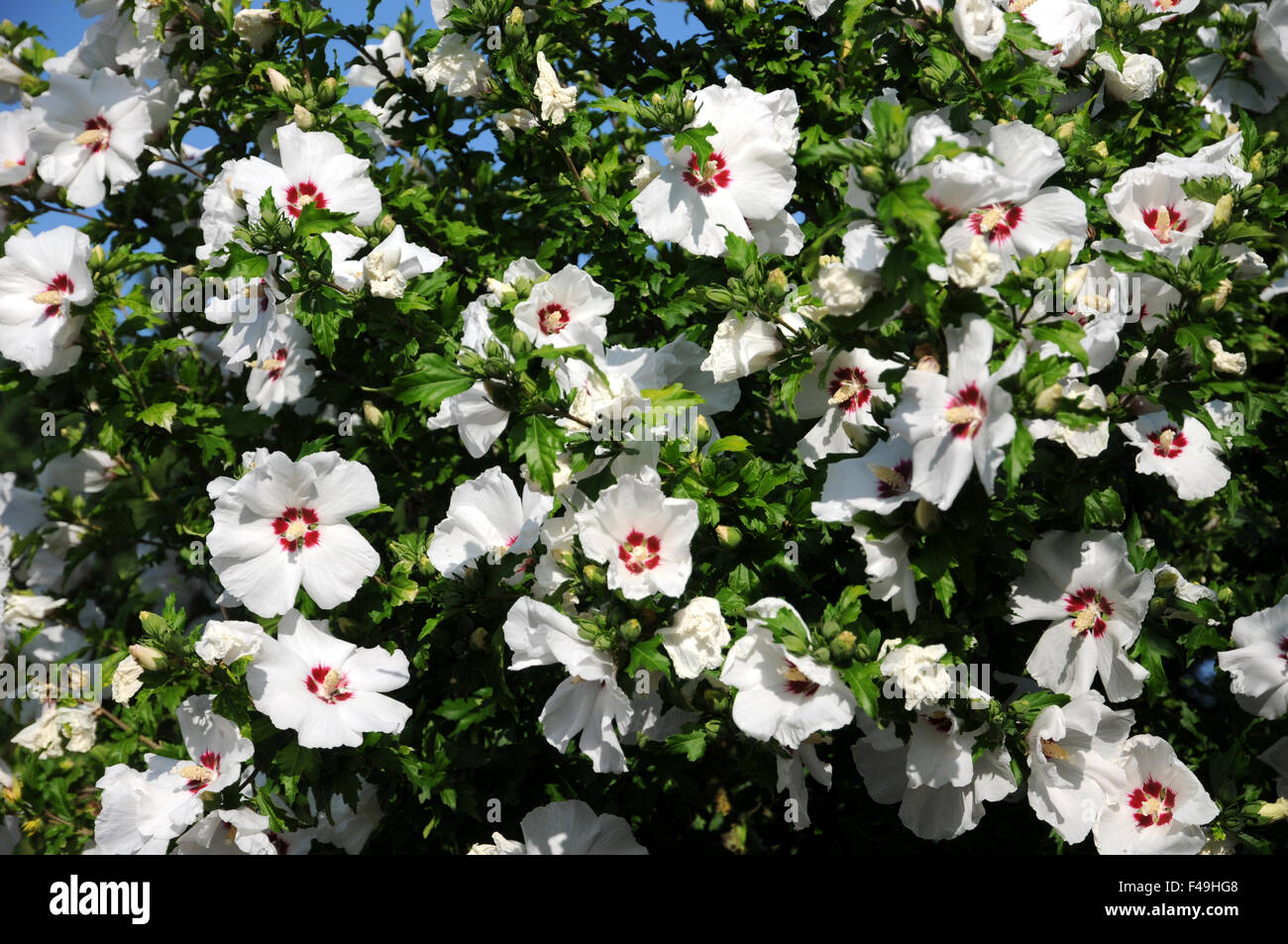 Shrub althea hi-res stock photography and images - Alamy