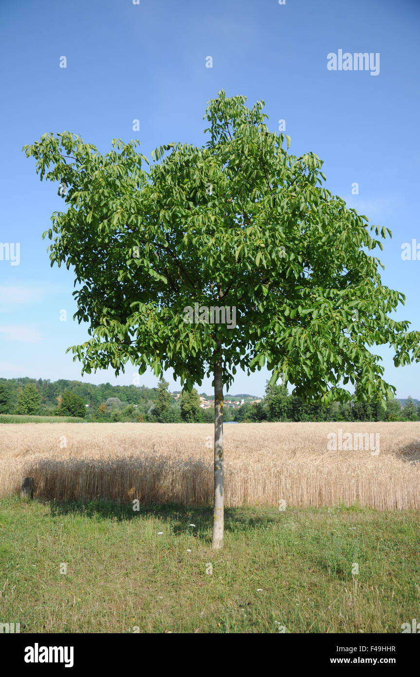 Nussbaum nut tree hi-res stock photography and images - Alamy