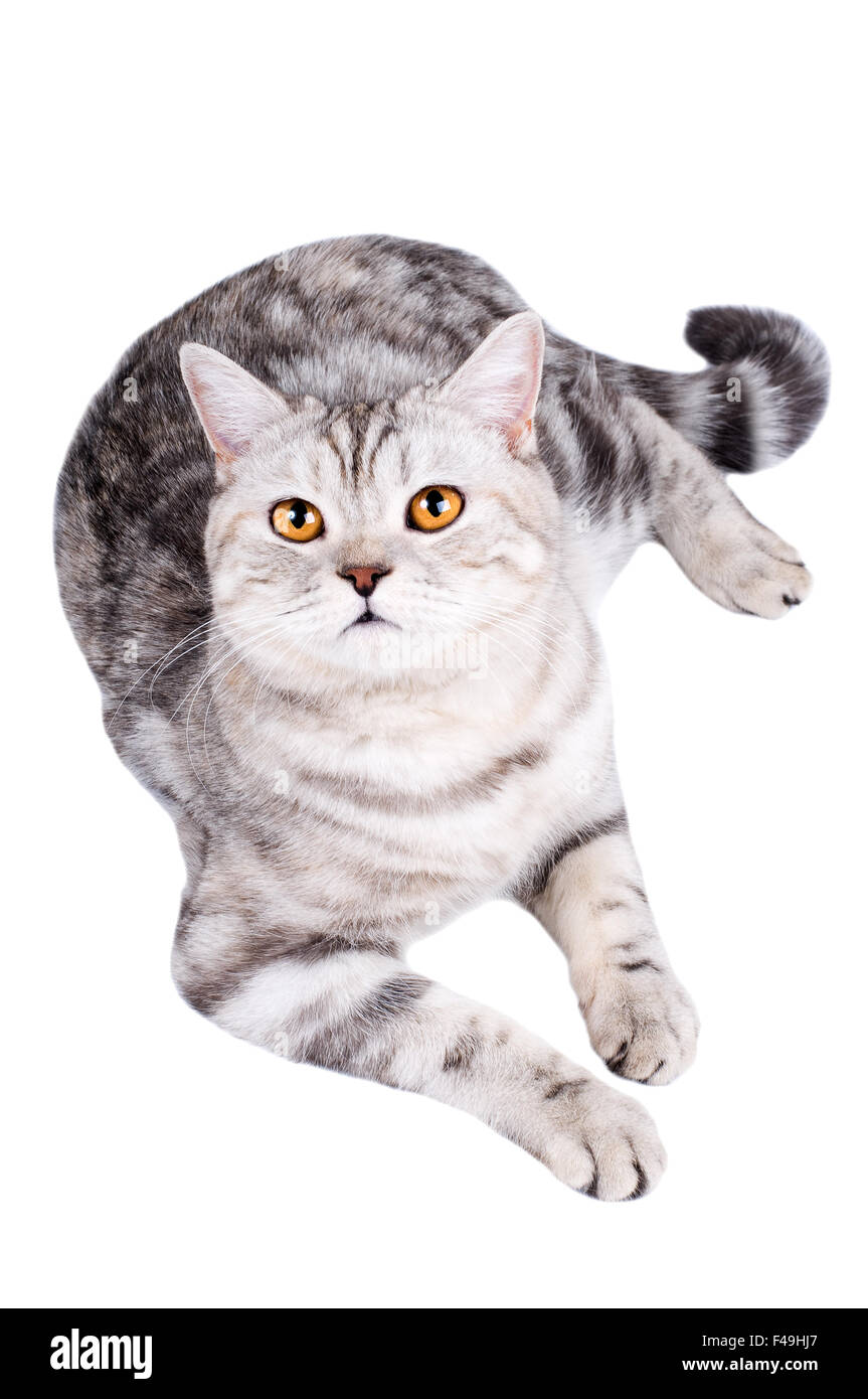 Fluffy cat photo Cut Out Stock Images & Pictures - Alamy
