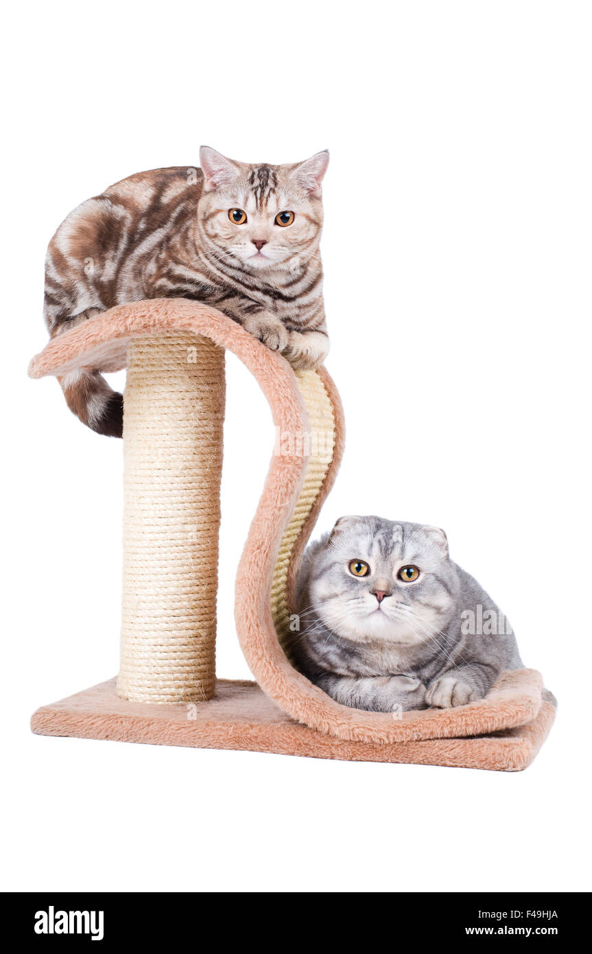 Victor cat hi-res stock photography and images - Alamy