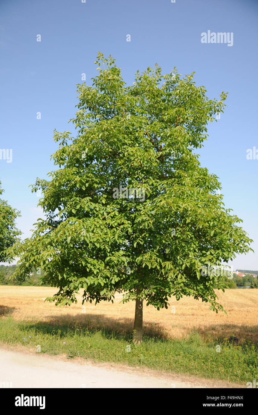 Nussbaum nut tree hi-res stock photography and images - Alamy