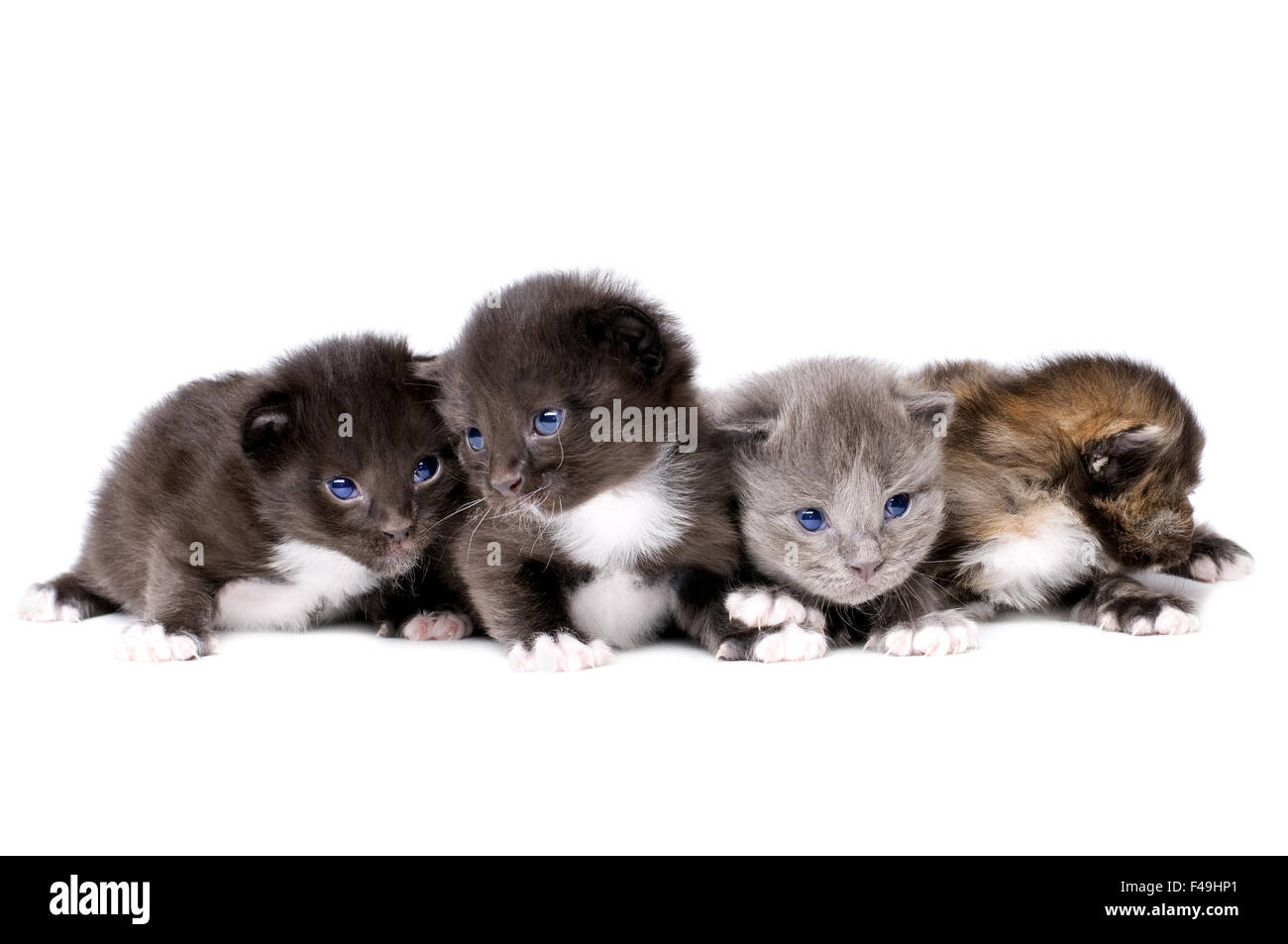 Four small cats hi-res stock photography and images - Alamy