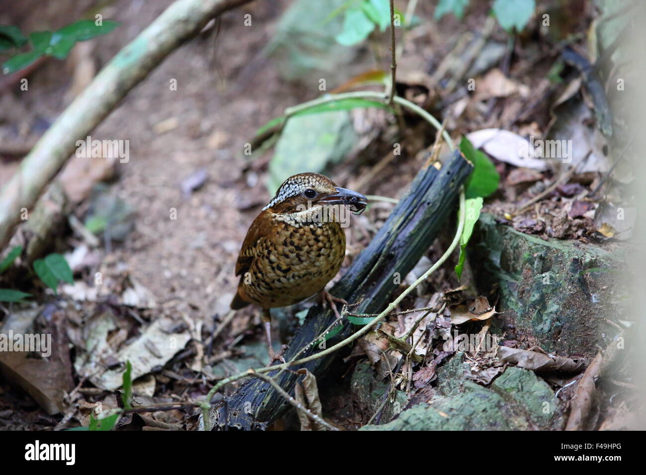 Eared pitta (Hydrornis phayrei) in Thailand Stock Photo - Alamy