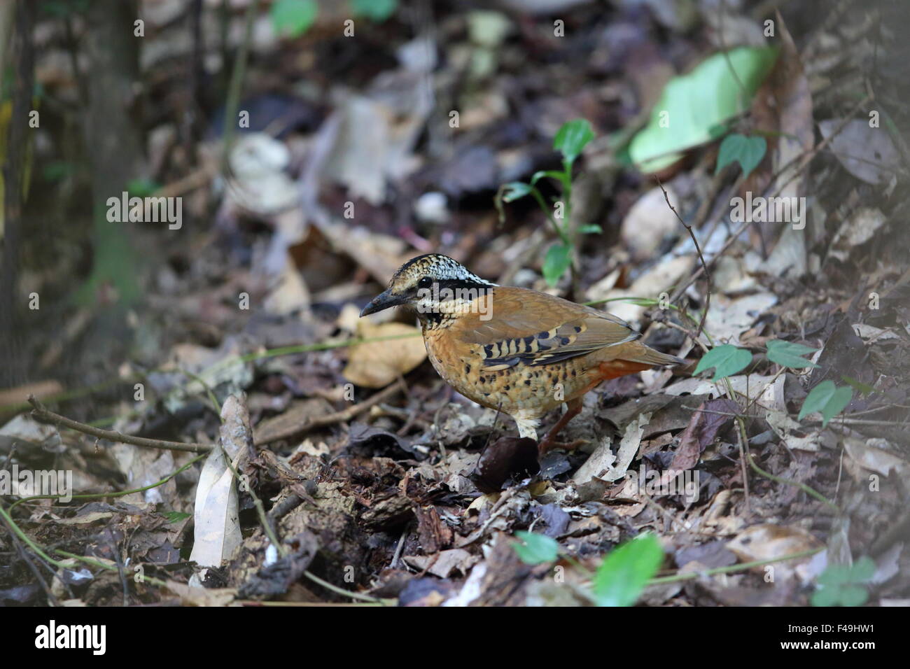 Eared pitta (Hydrornis phayrei) in Thailand Stock Photo - Alamy