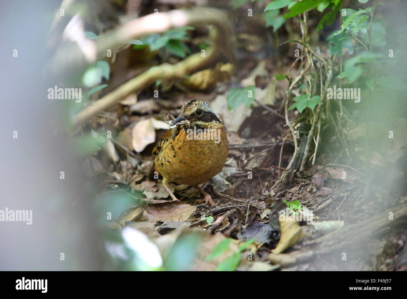 Eared pitta (Hydrornis phayrei) in Thailand Stock Photo - Alamy