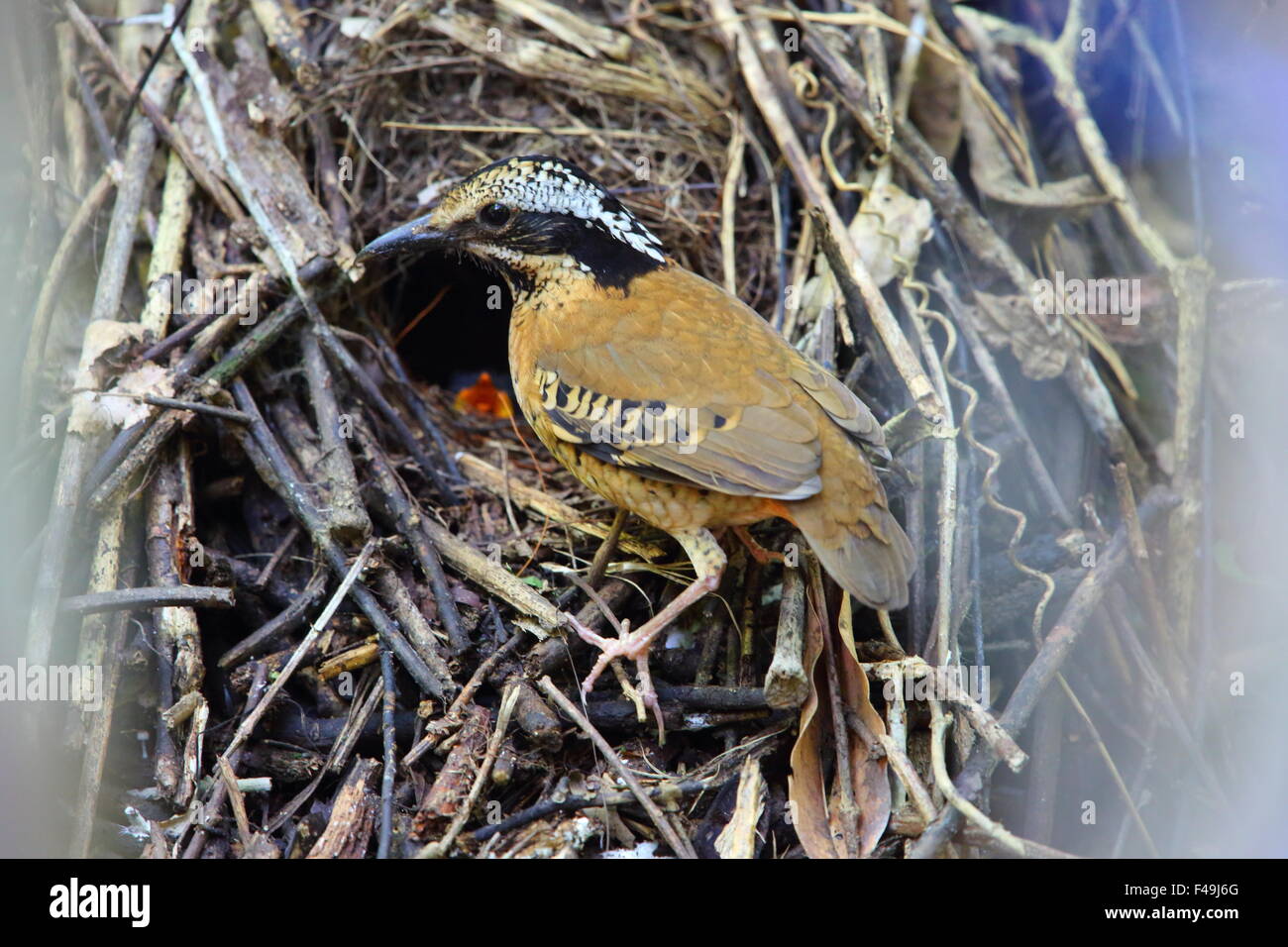 Eared pitta (Hydrornis phayrei) in Thailand Stock Photo - Alamy