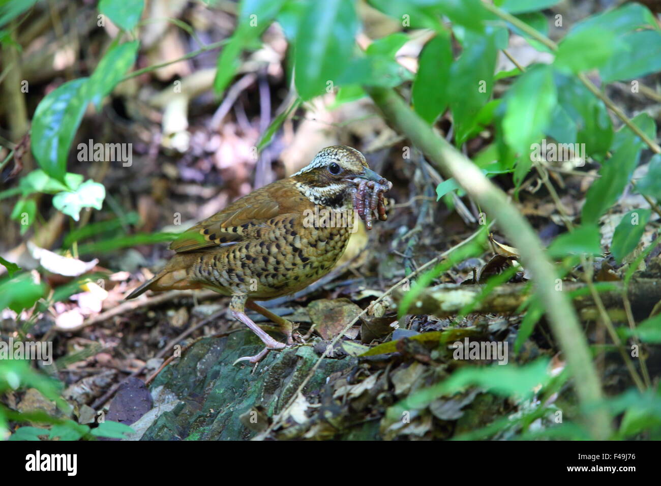 Eared pitta (Hydrornis phayrei) in Thailand Stock Photo - Alamy