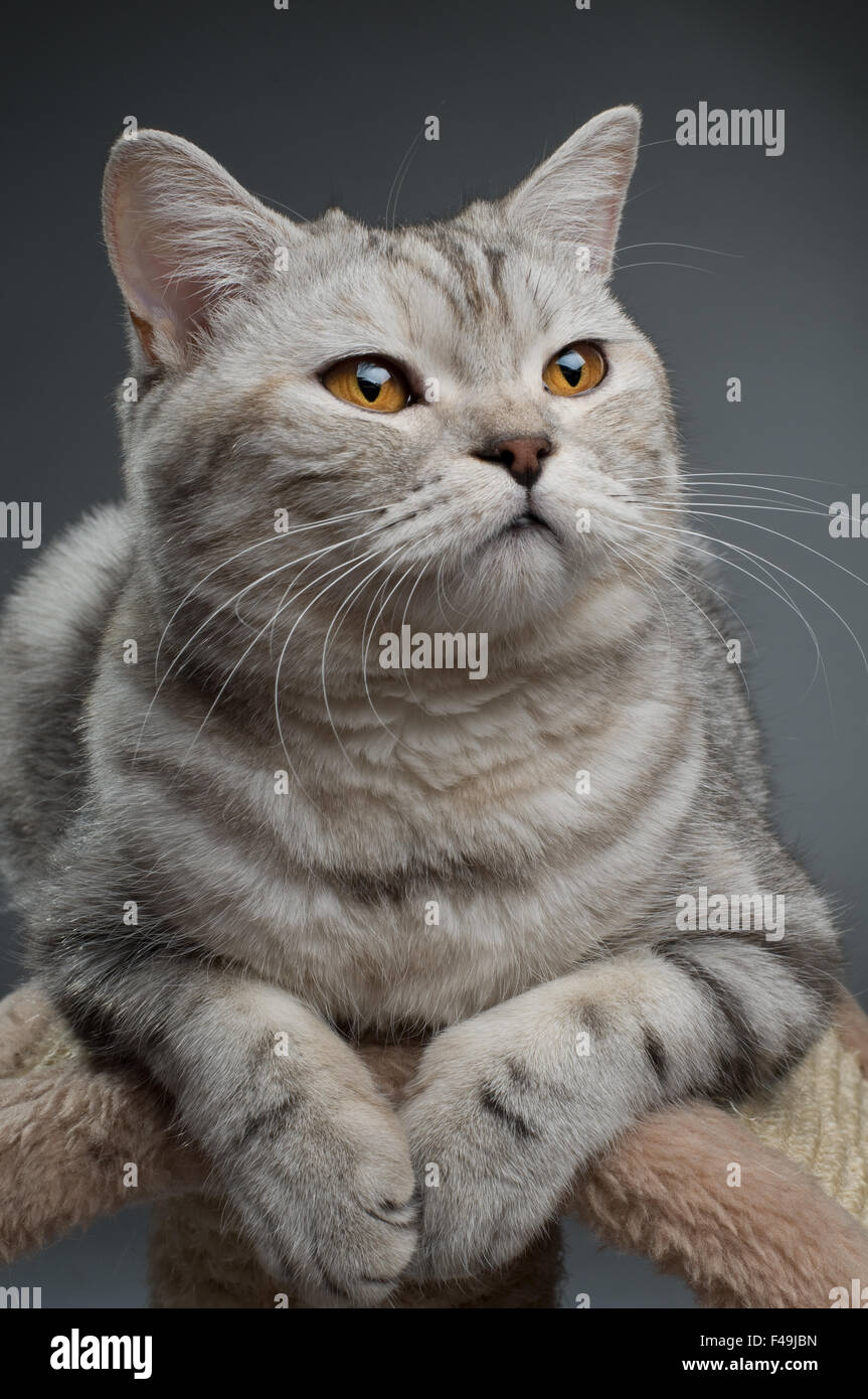 Photo domestic cat pet hi-res stock photography and images - Alamy
