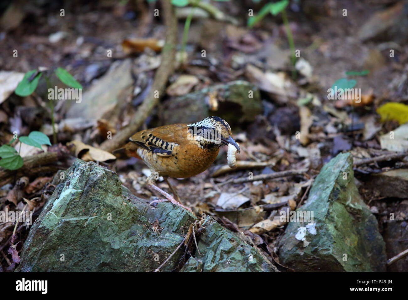 Eared pitta (Hydrornis phayrei) in Thailand Stock Photo - Alamy