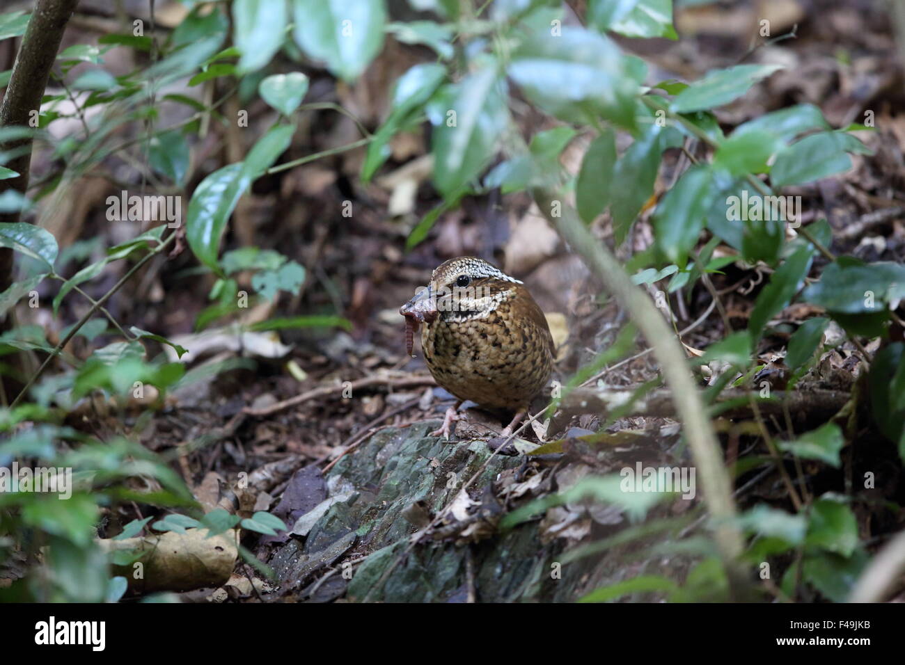 Eared pitta (Hydrornis phayrei) in Thailand Stock Photo - Alamy