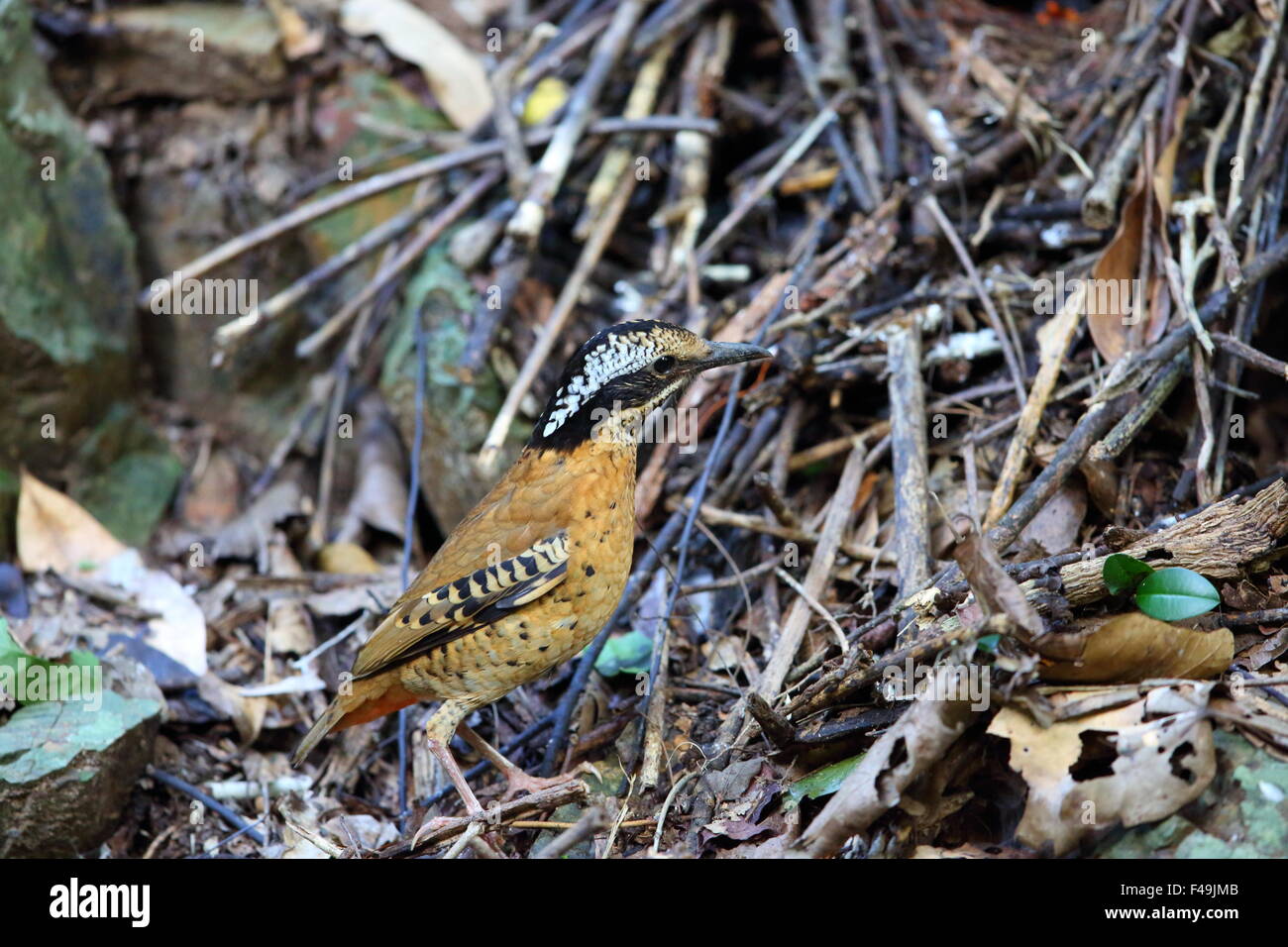 Eared pitta (Hydrornis phayrei) in Thailand Stock Photo - Alamy