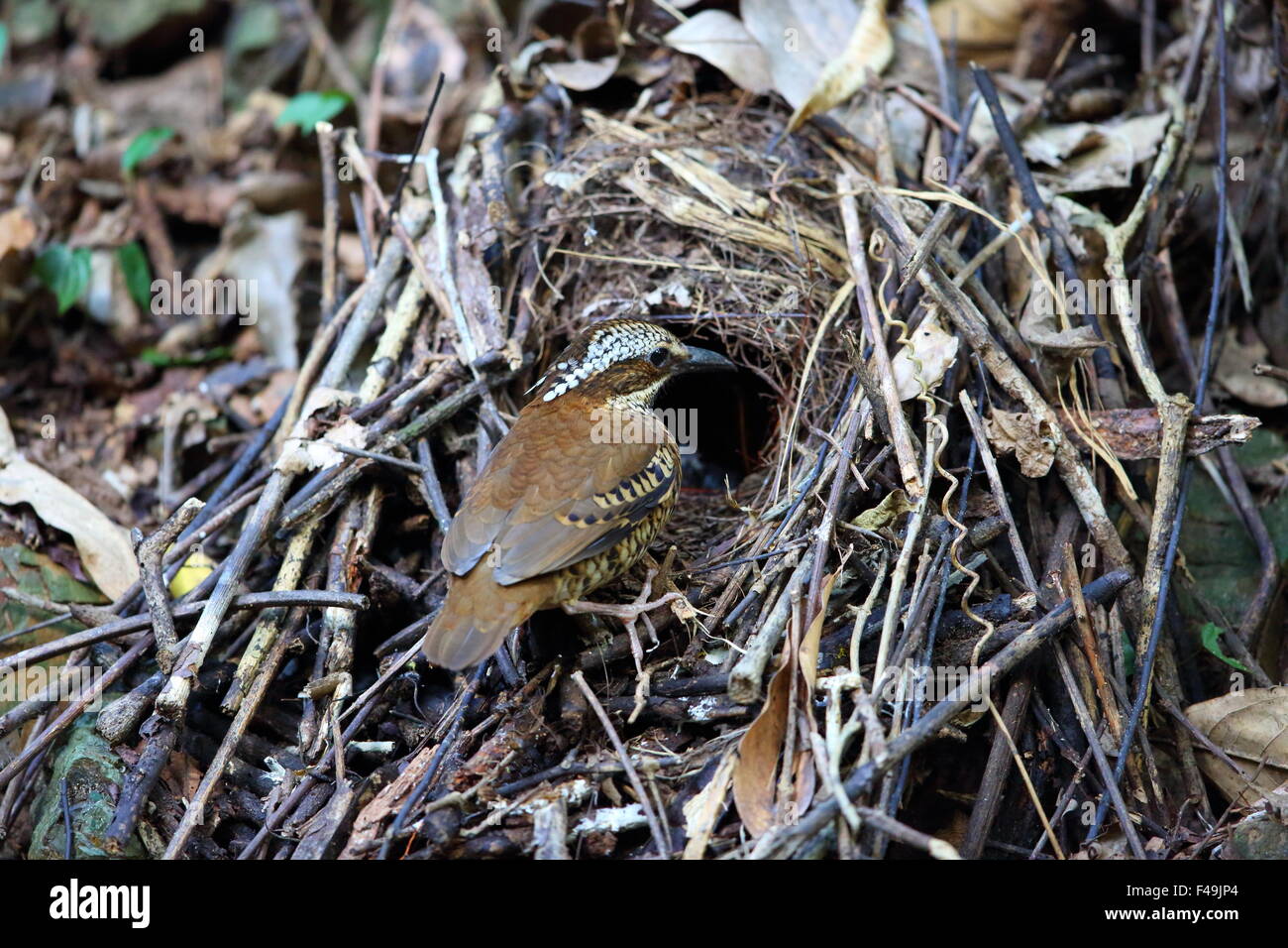 Eared pitta (Hydrornis phayrei) in Thailand Stock Photo - Alamy