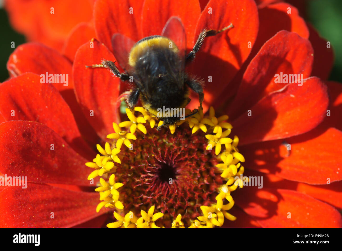 Zinnia elegans bee hi-res stock photography and images - Alamy